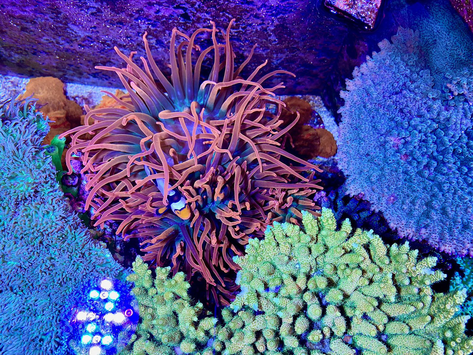 California - SOLD - FREE: Rainbow BTA anemone | Reef2Reef